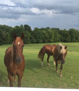 In One Ear and Out the Other - Diana Derringer